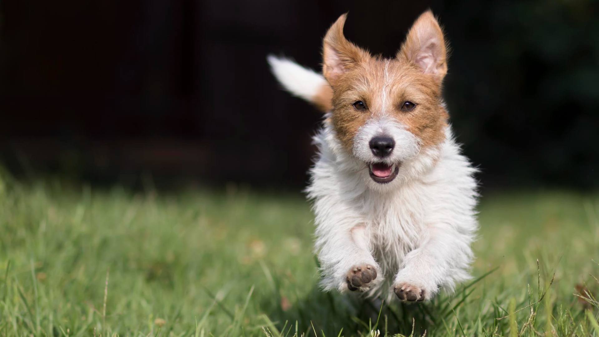 New Client Form | Advanced Veterinary Care Center